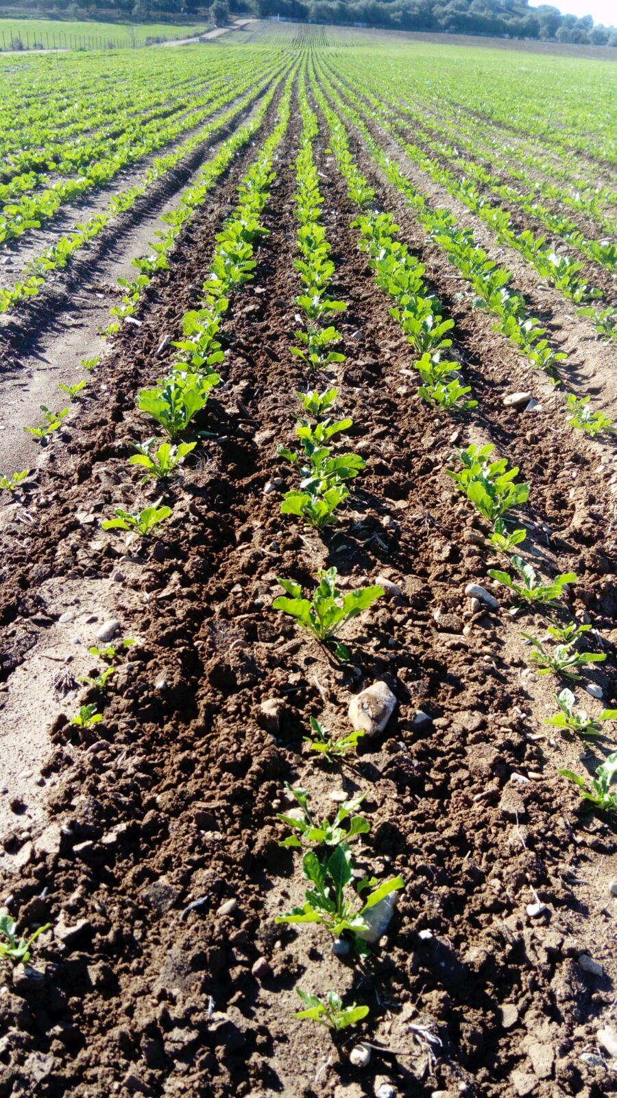 REPORTAJE FOTOGRÁFICO PARCELAS – Asaja Cádiz