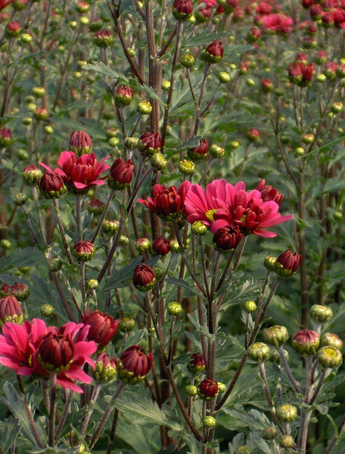 AYUDAS A LA FLOR CORTADA – Asaja Cádiz